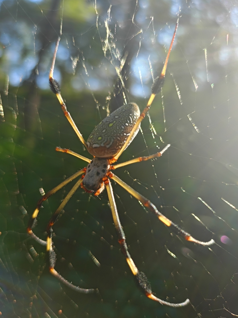 Golden Silk Spider from Colinas de San Javier, 44660 Guadalajara, Jal ...