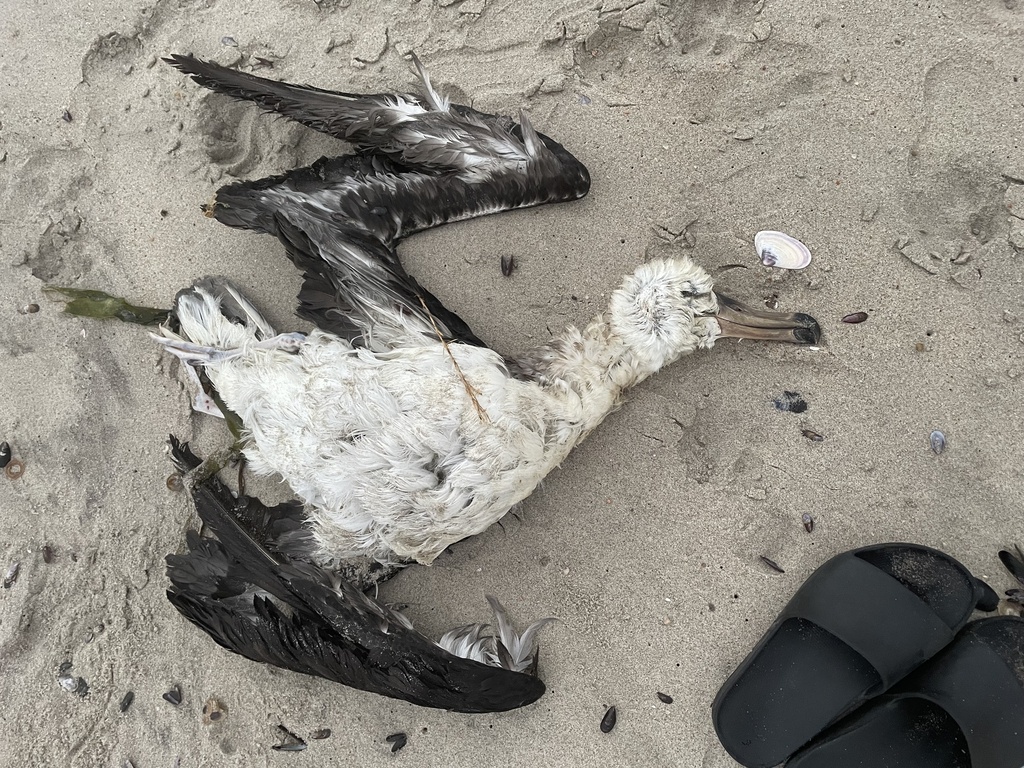 Black-browed Albatross from Oranje Street, Erongo, NA on November 21 ...