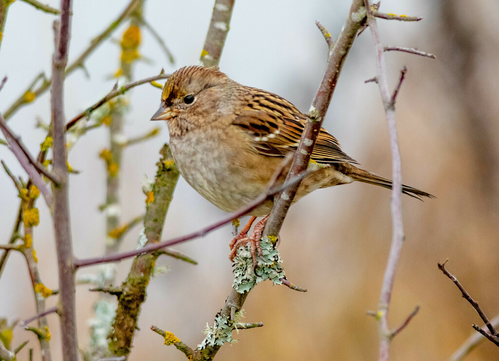 Golden-crowned Sparrow from Nisqually, Washington, United States on ...