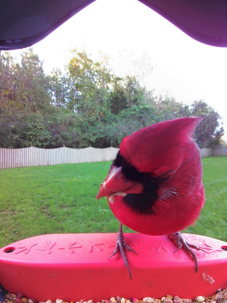 Northern Cardinal in November 2024 by Jason Erb · iNaturalist