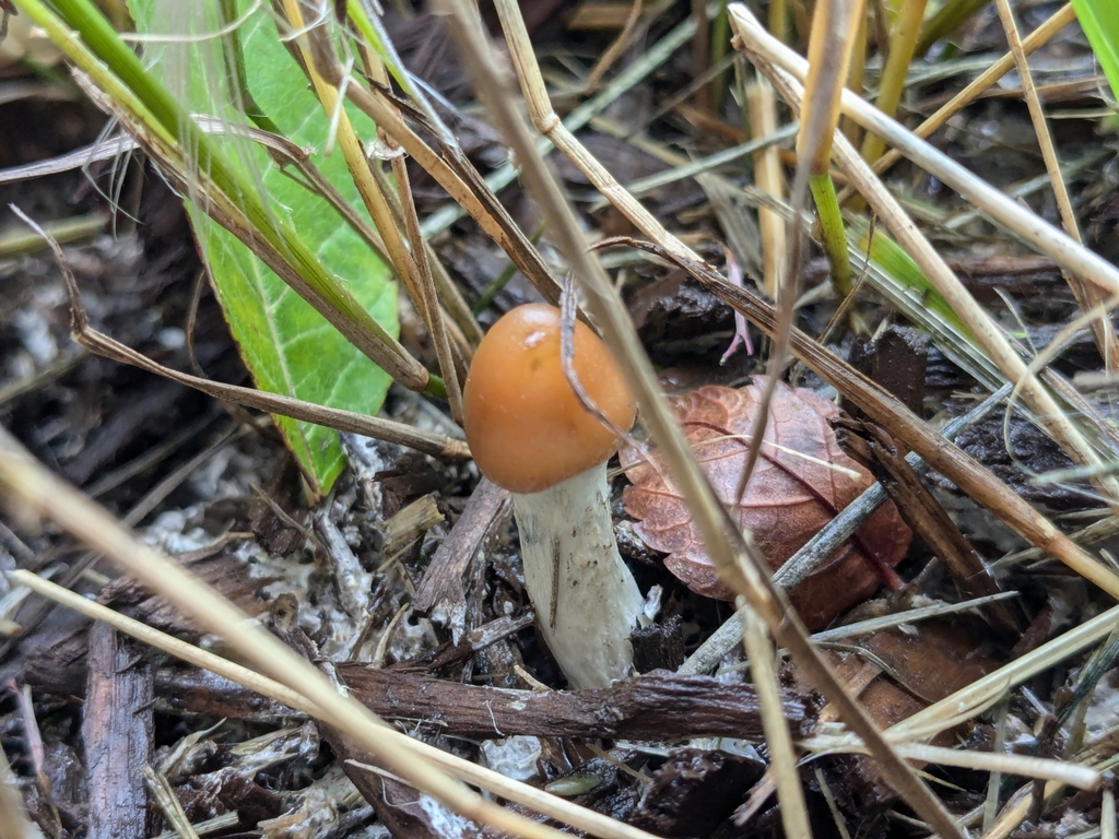 Psilocybe allenii in November 2024 by Olivia Scherber. Same location as ...