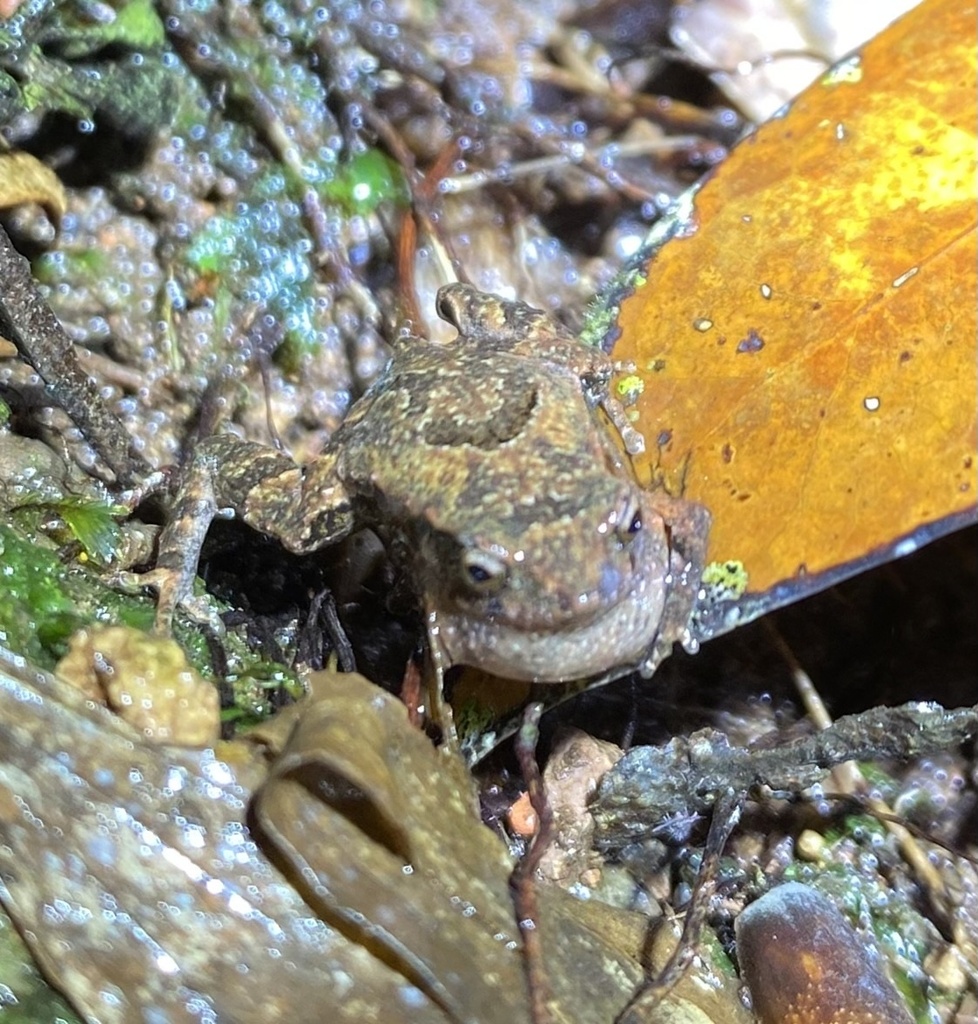 Pouched Frog from Springbrook National Park, Springbrook, QLD, AU on ...