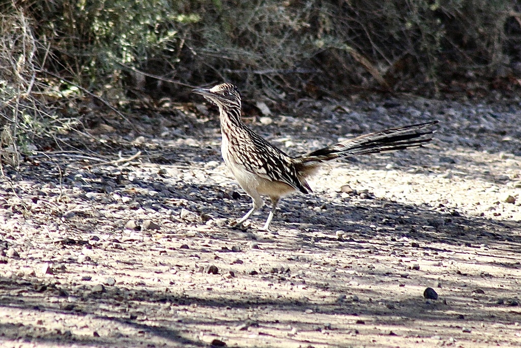 Greater Roadrunner from Sweetwater Wetlands, Tucson, AZ, US on November ...