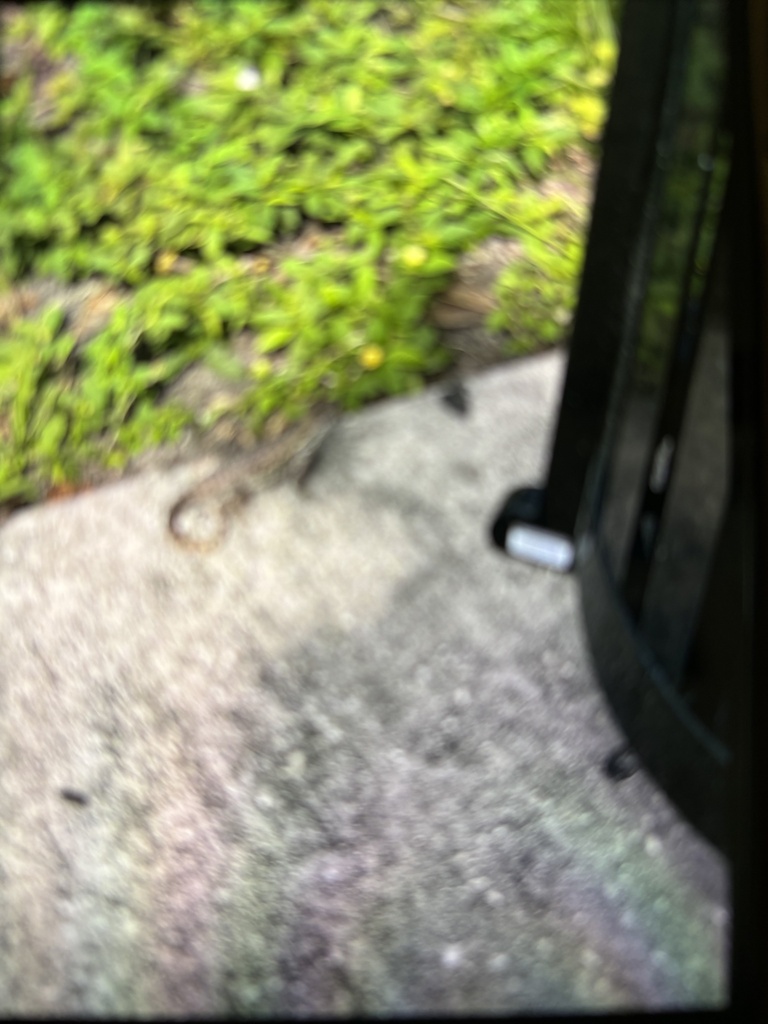 Northern Curly-tailed Lizard from University of Central Florida ...