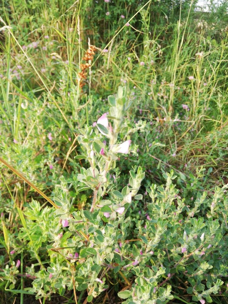 common restharrow from Hertfordshire, England, GB on July 17, 2019 at ...