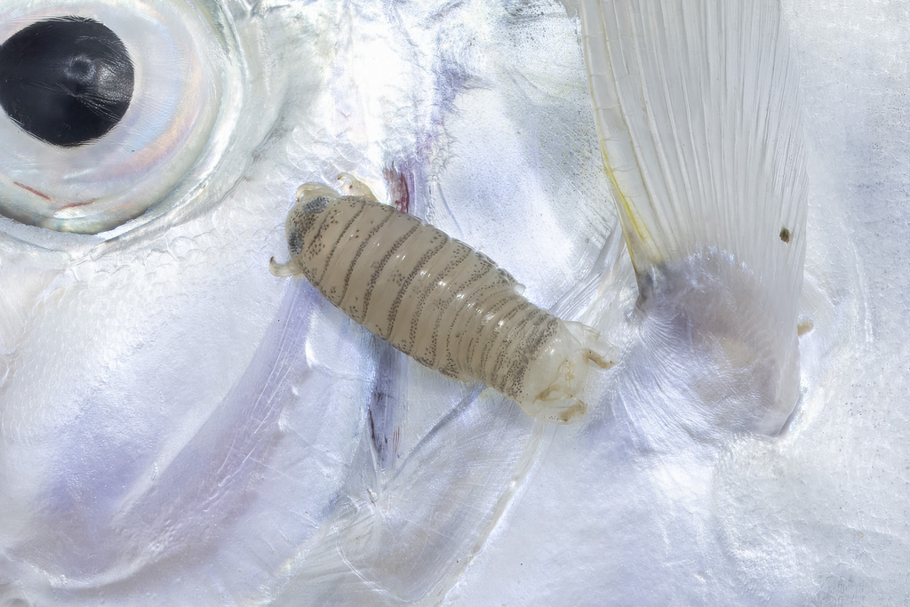 Fish-associated Isopods from East, Singapore on November 20, 2024 at 01 ...