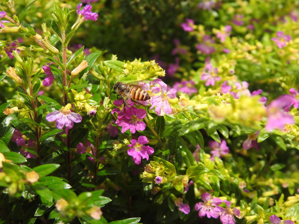 Asian Honey Bee from Kudus Regency, Central Java, Indonesia on November ...