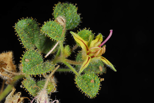 Cleome droserifolia · iNaturalist