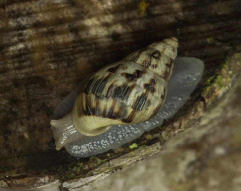 Drymaeus papyraceus from Vale dos Sonhos, Tapiraí - SP on November 3 ...