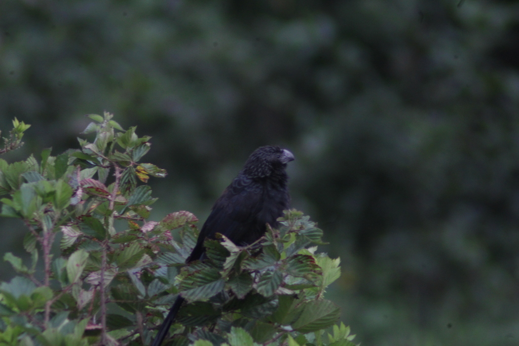 Garrapatero pijuy desde Las Rosas, 61530 Rincón de Nicolás Romero, Mich ...