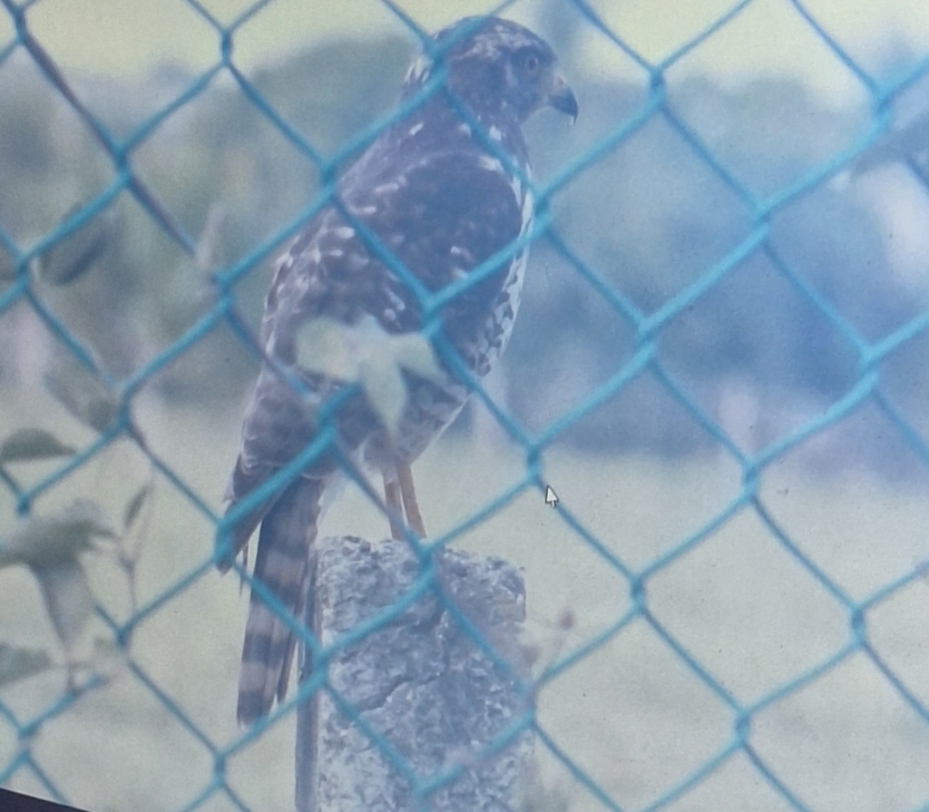 Roadside Hawk from 71989 Oax., México on November 21, 2024 at 07:29 PM ...