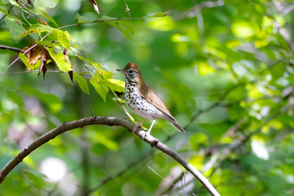 Wood Thrush from Cochran Shoals, Chattahoochee River NRA, Marietta, GA ...