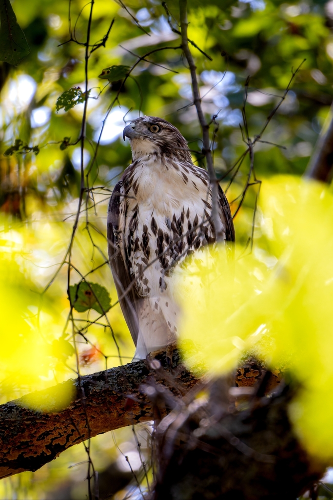 Red-tailed Hawk from Cochran Shoals, Chattahoochee River NRA, Marietta ...