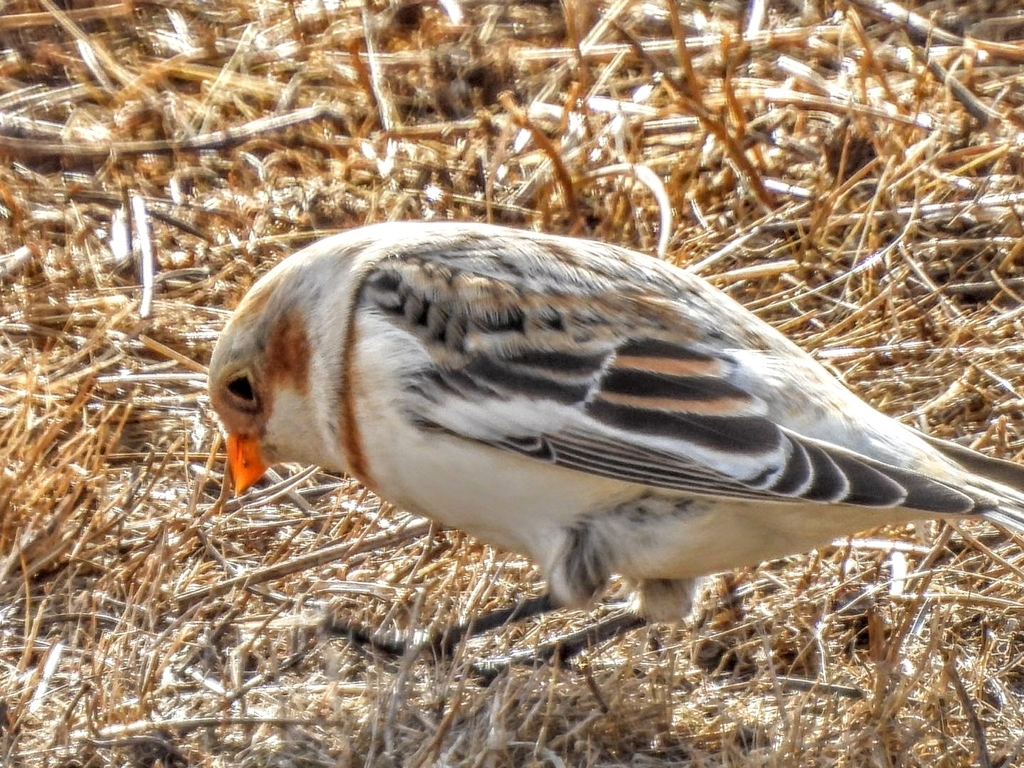 Snow Bunting from Hayward, CA 94545, USA on November 19, 2024 by Gloria ...