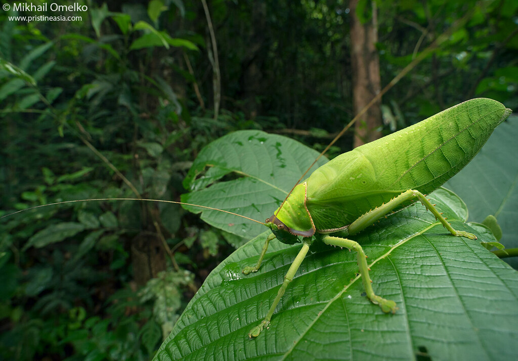 giant false-leaf katydid from Vientiane Province, Laos on June 20, 2017 ...