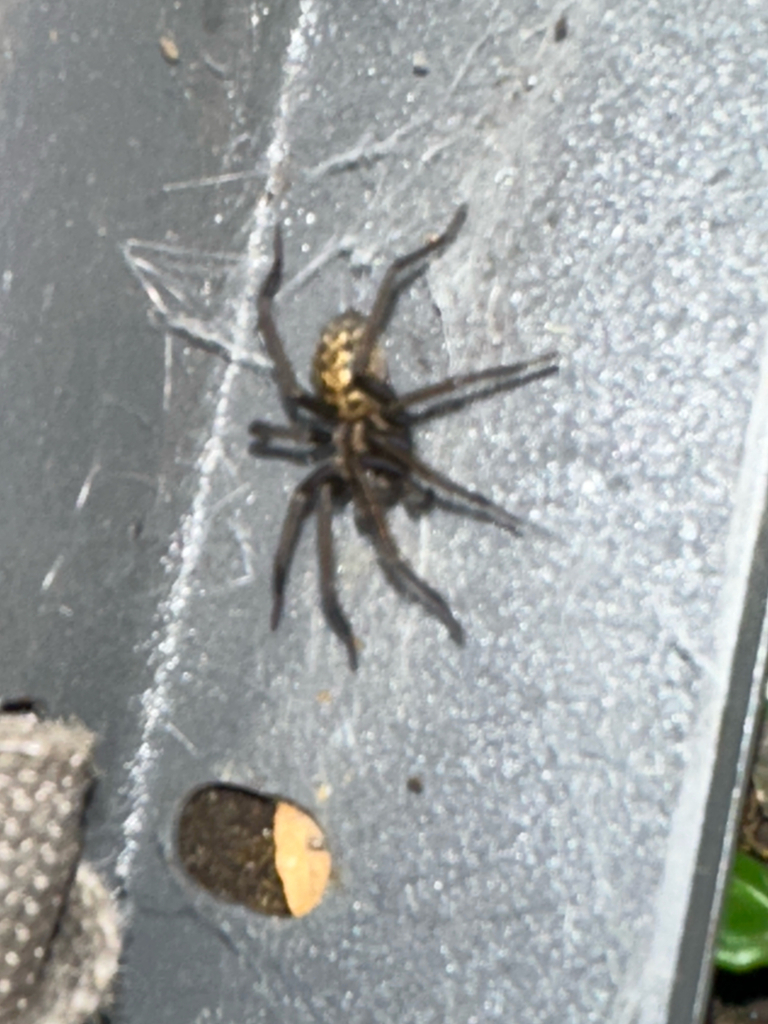 Giant House Spider from Seattle, WA, US on November 10, 2024 at 04:46 ...