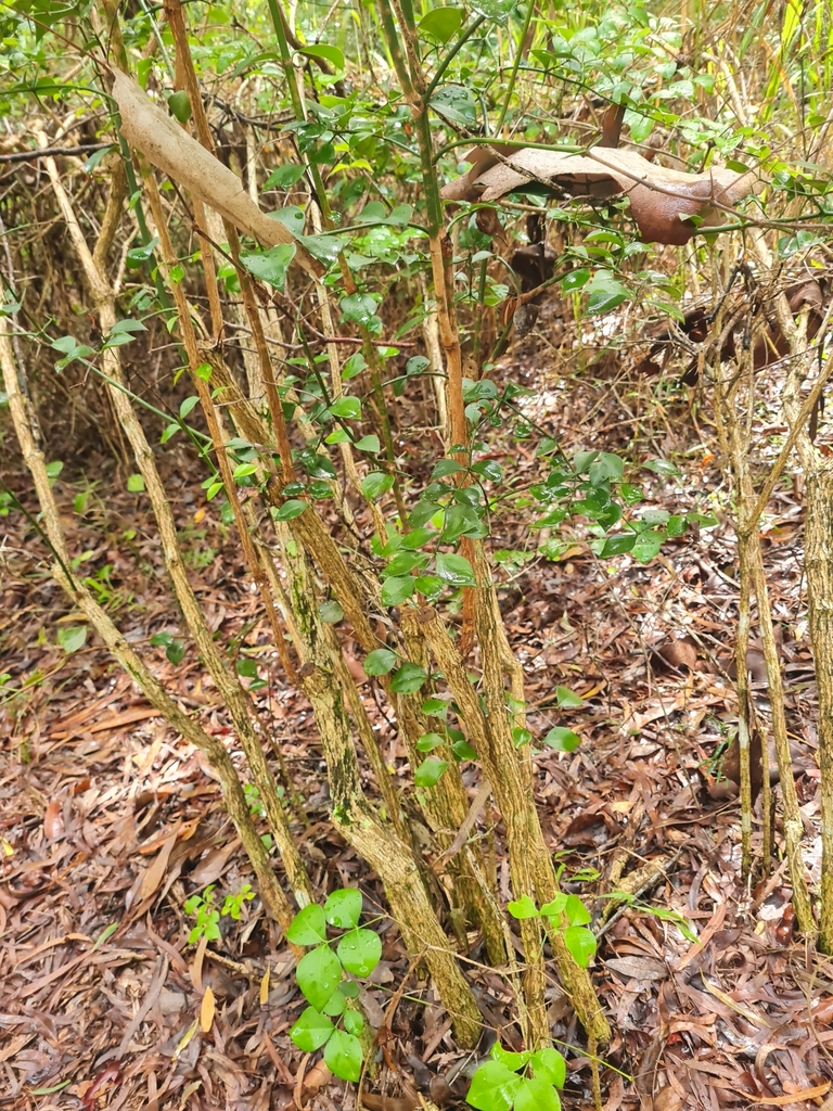 conkerberry from Urangan QLD, Australia on November 22, 2024 at 08:42 ...