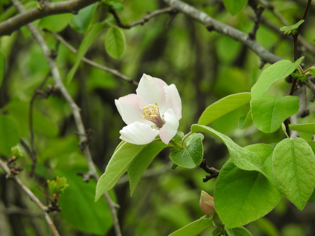Quince from Adelaide SA, Australia on September 13, 2021 at 04:42 PM by ...