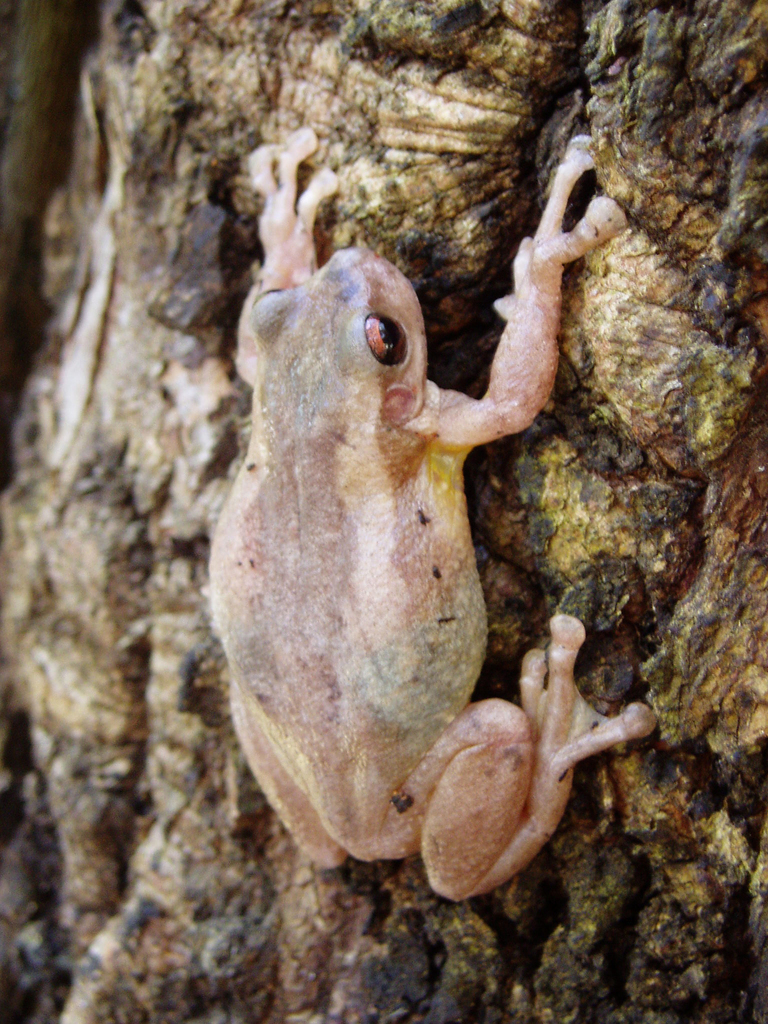 screaming tree frog from Cecil Park NSW 2178, Australia on April 20 ...
