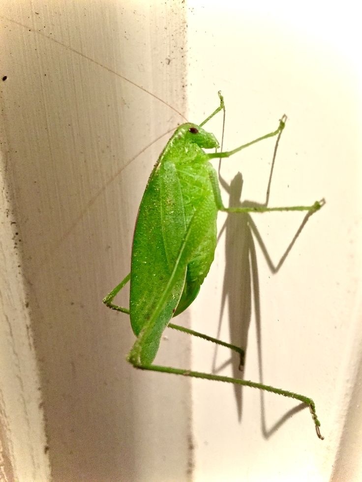 Orophus from Veraguas, PA on November 22, 2024 at 06:47 AM by Maicol ...