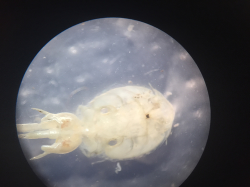 Genus Caligus · iNaturalist United Kingdom