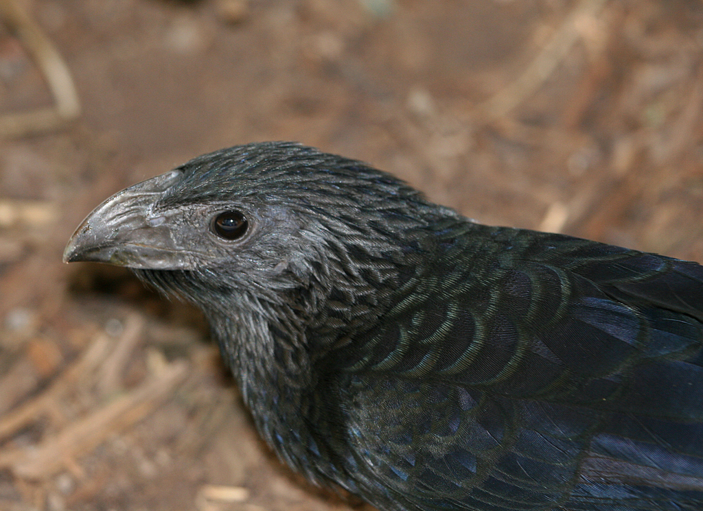 Groove-billed Ani from Mission, TX, USA on October 21, 2005 at 03:31 PM ...