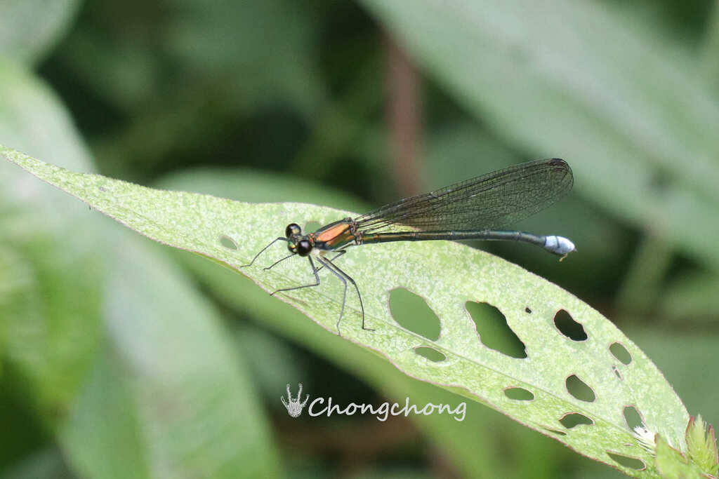 Caliphaea consimilis from 中国四川省眉山市洪雅县 on August 7, 2023 at 09:24 PM by ...