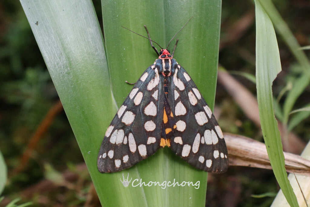 Callindra principalis from 中国四川省眉山市洪雅县 on August 07, 2023 at 09:24 PM ...