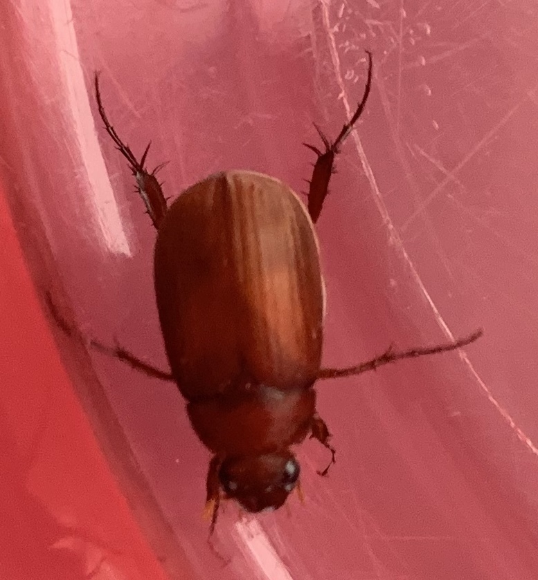 Asiatic Garden Beetle from 4185 Ch Magog, North Hatley, QC, CA on July ...