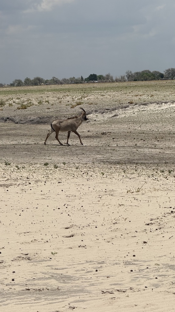 Southern Roan Antelope from Chobe National Park, Chobe, BW on November ...