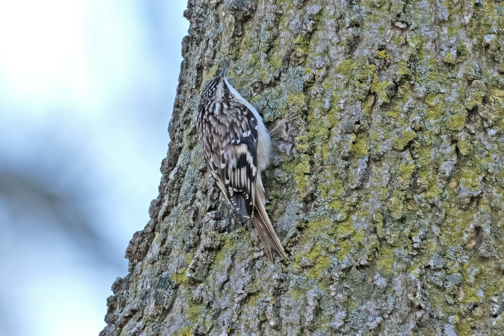 Brown Creeper in November 2024 by Steve Kruse · iNaturalist
