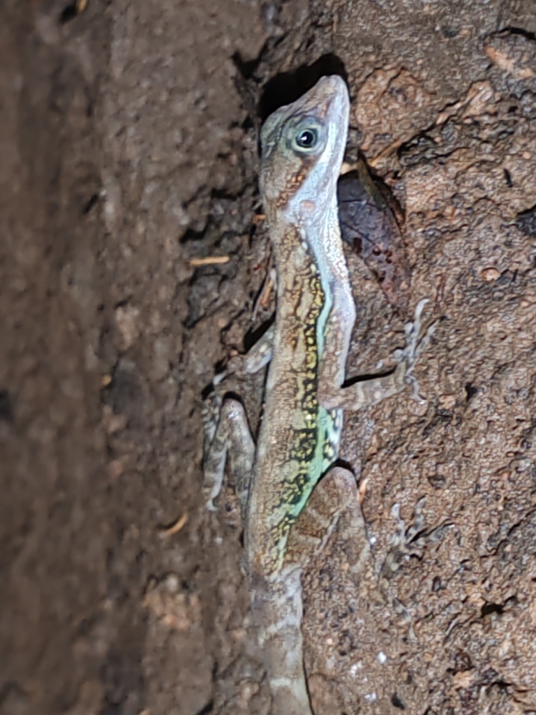 Water Anole from Osa, CR-PU, CR on November 6, 2024 at 01:04 PM by ...