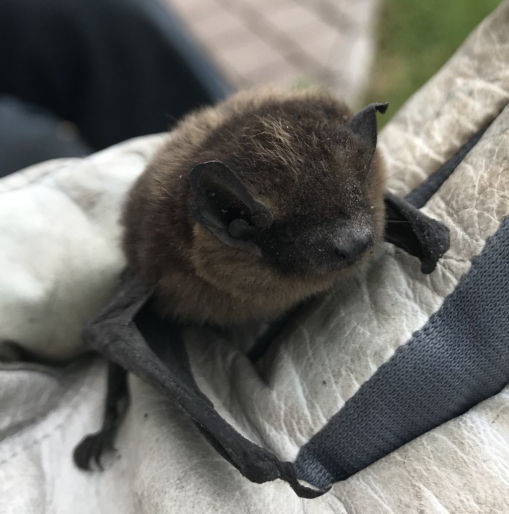 Northern Bat from 942 94, Sikfors, Norrbotten, SE on July 17, 2019 at ...