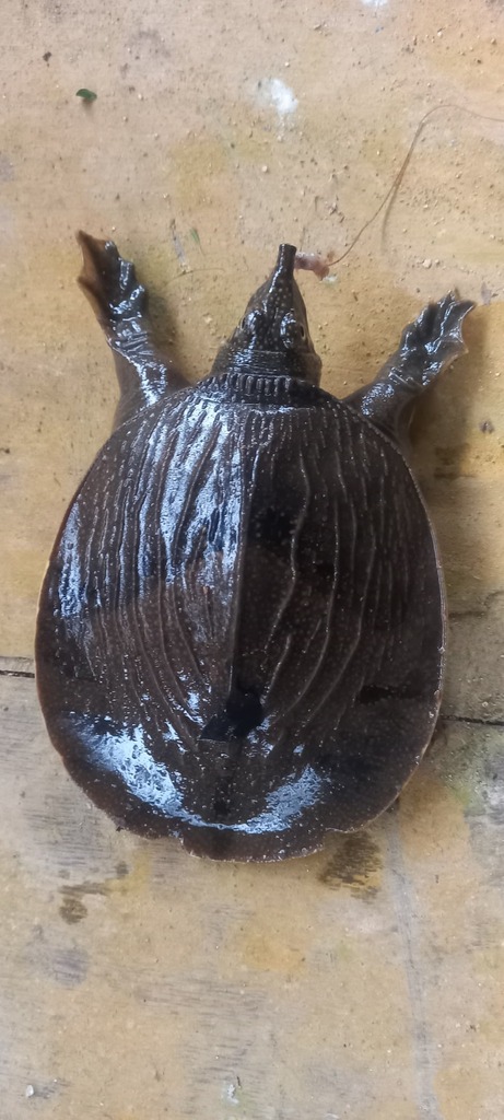 Southeast Asian Softshell Turtle in November 2024 by Ferdian Wira ...