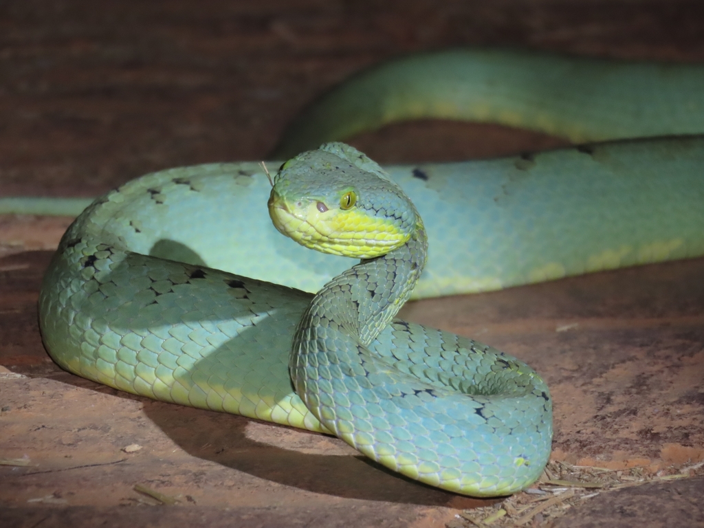 Common Bamboo Viper from X7WC+HXW, Matheran, Maharashtra 410102, India ...