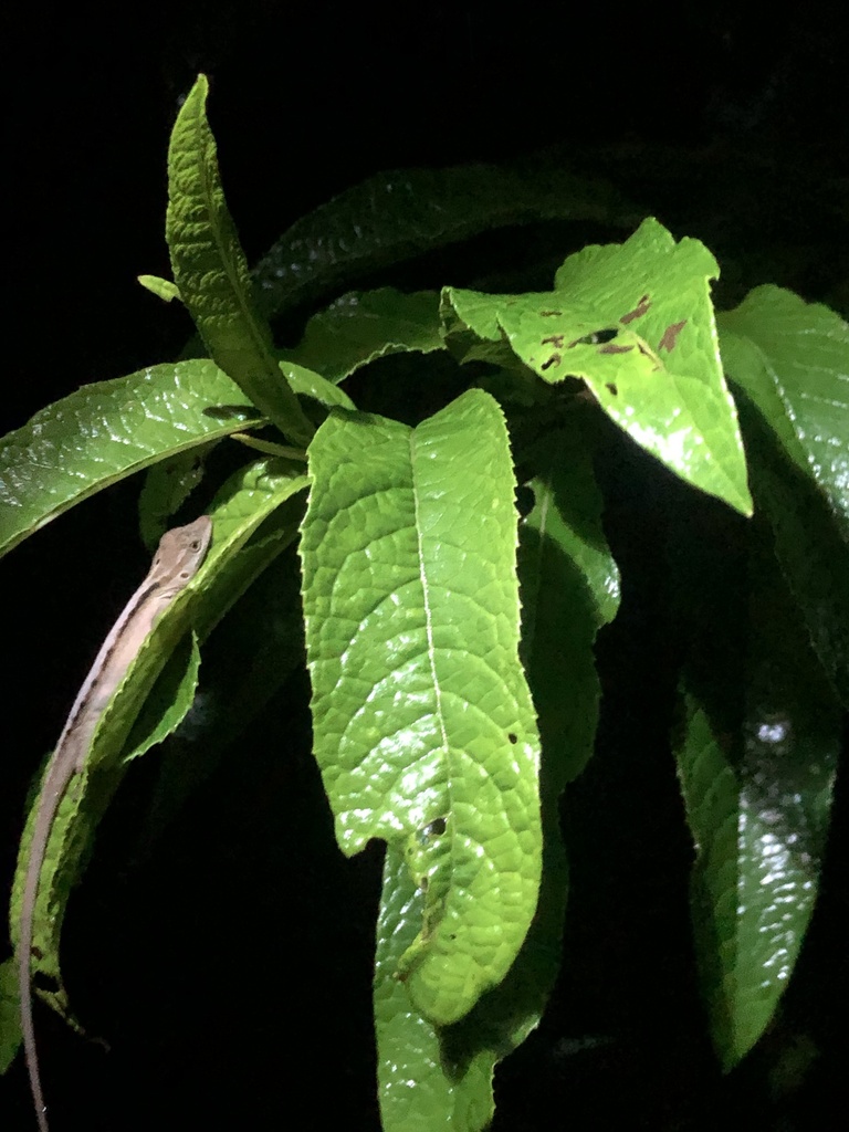 Border Anole from Veraguas, PA on November 22, 2024 at 10:20 PM by ...