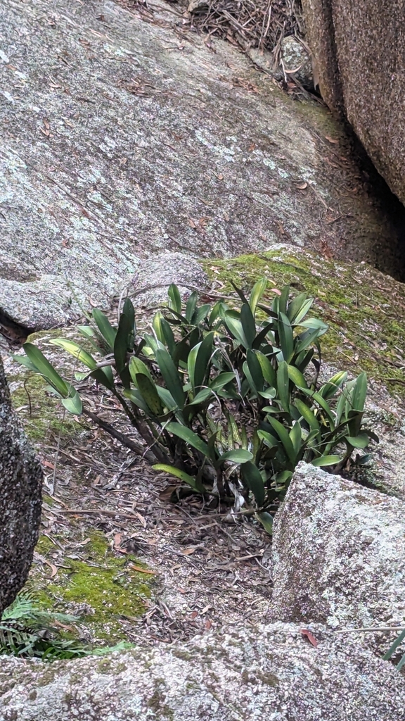 king orchid from Jennings NSW 4383, Australia on November 23, 2024 at ...