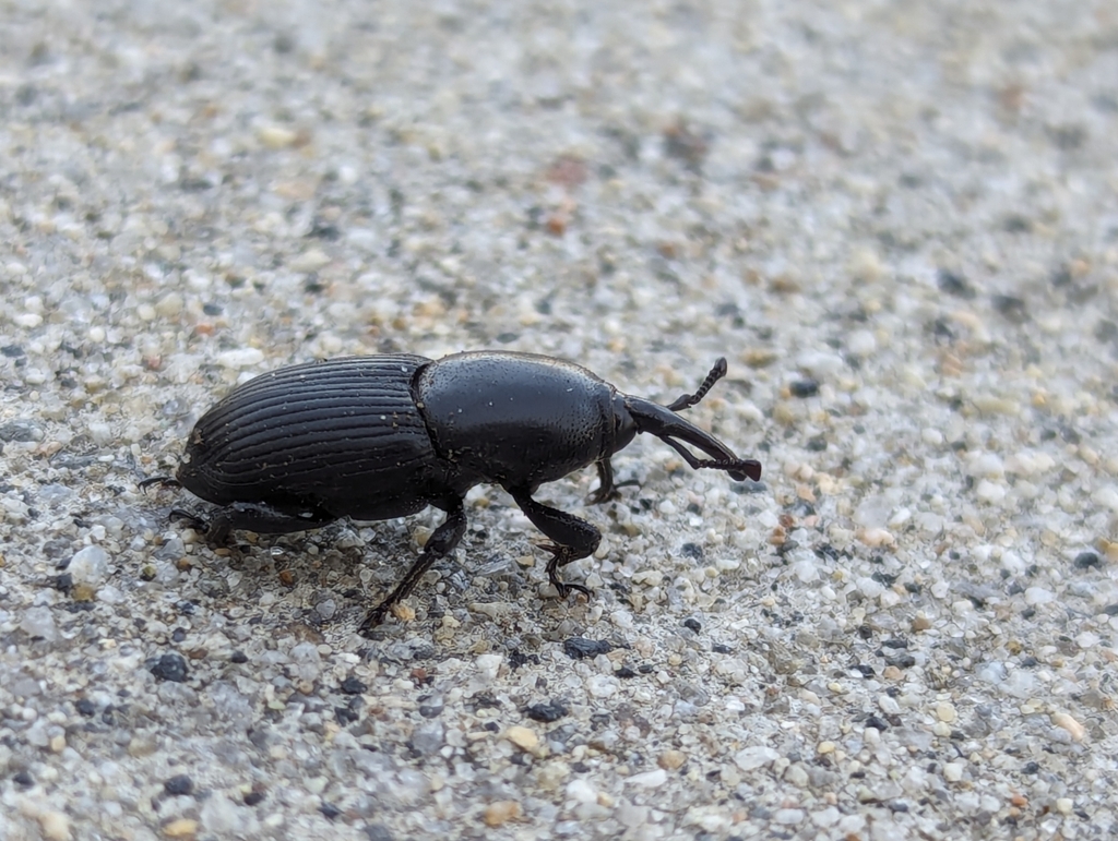 Sisal Weevil from Mira Costa, Oceanside, CA, USA on April 3, 2024 at 01 ...