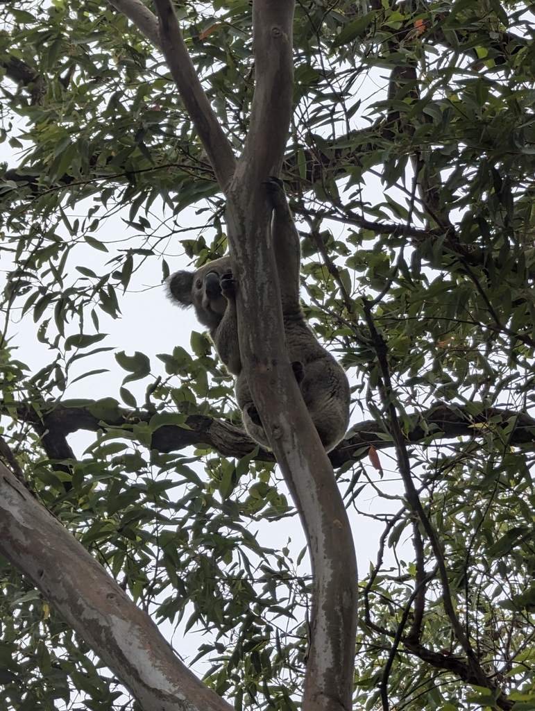 Koala from Crow's Nest - Pt B, AU-QL, AU on November 23, 2024 at 08:24 ...