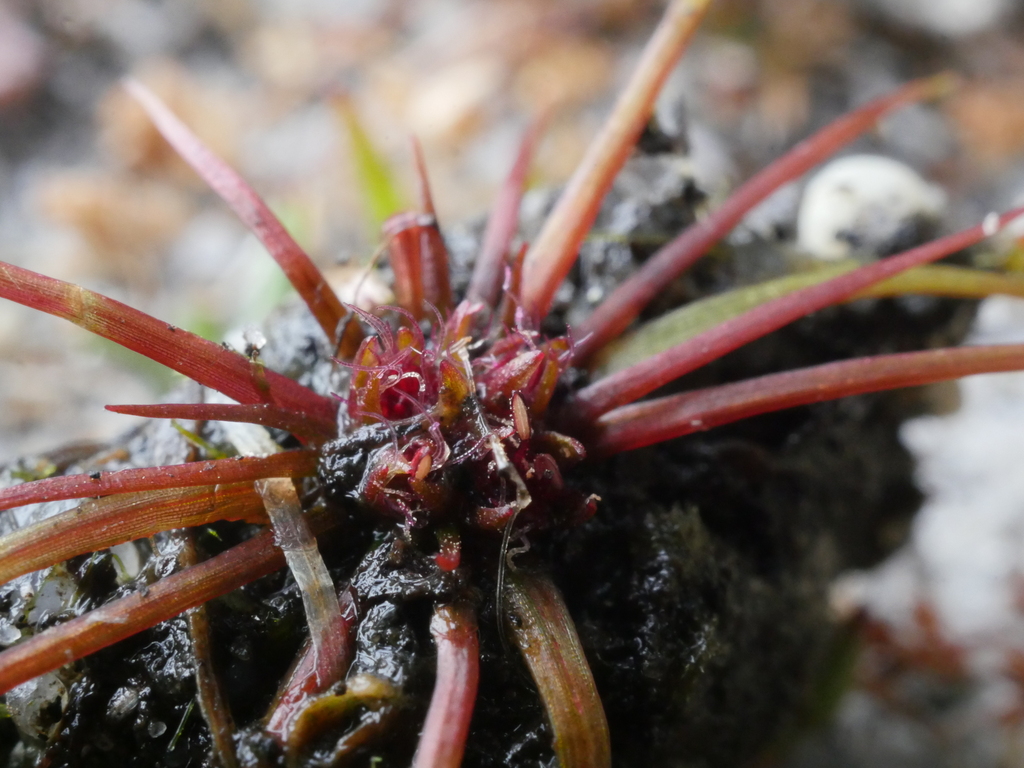 Trithuria submersa from Mount William TAS 7264, Australia on November ...