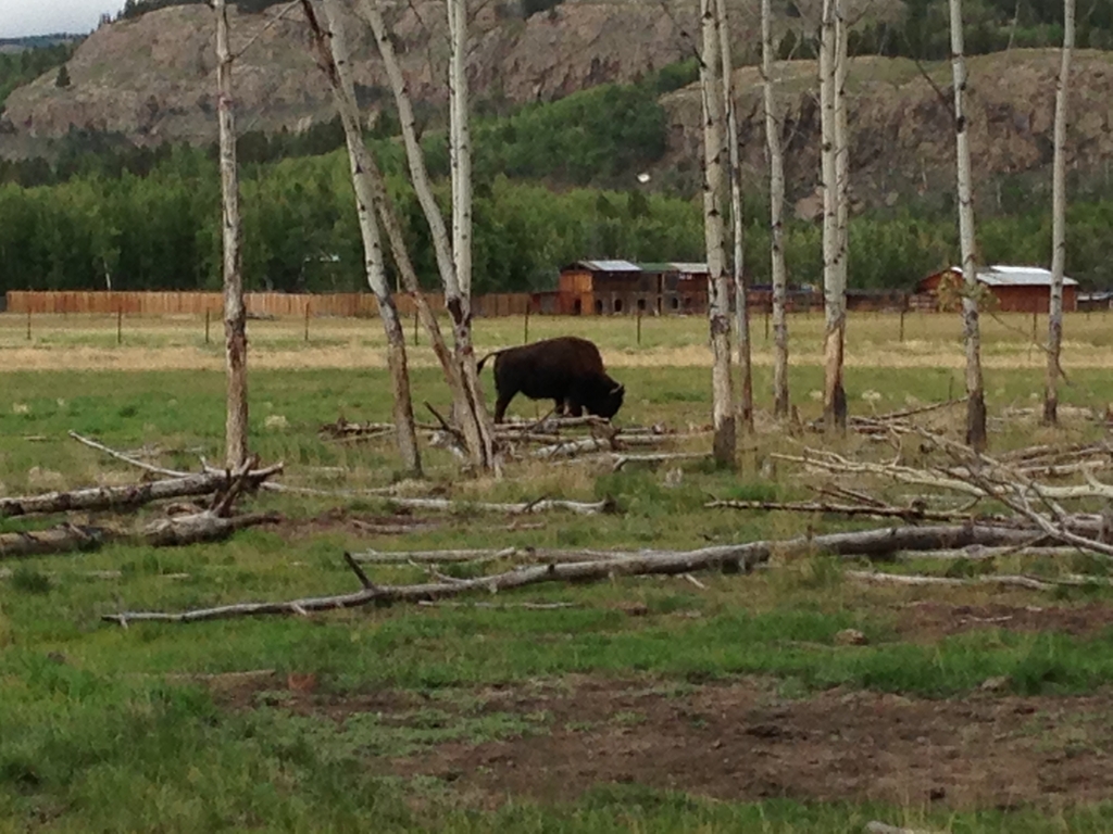 American Bison from Marsh Lake, YT Y0B 1Y0, Canada on September 6, 2013 ...
