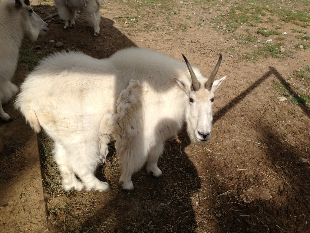 Mountain Goat from Marsh Lake, YT Y0B 1Y0, Canada on September 6, 2013 ...