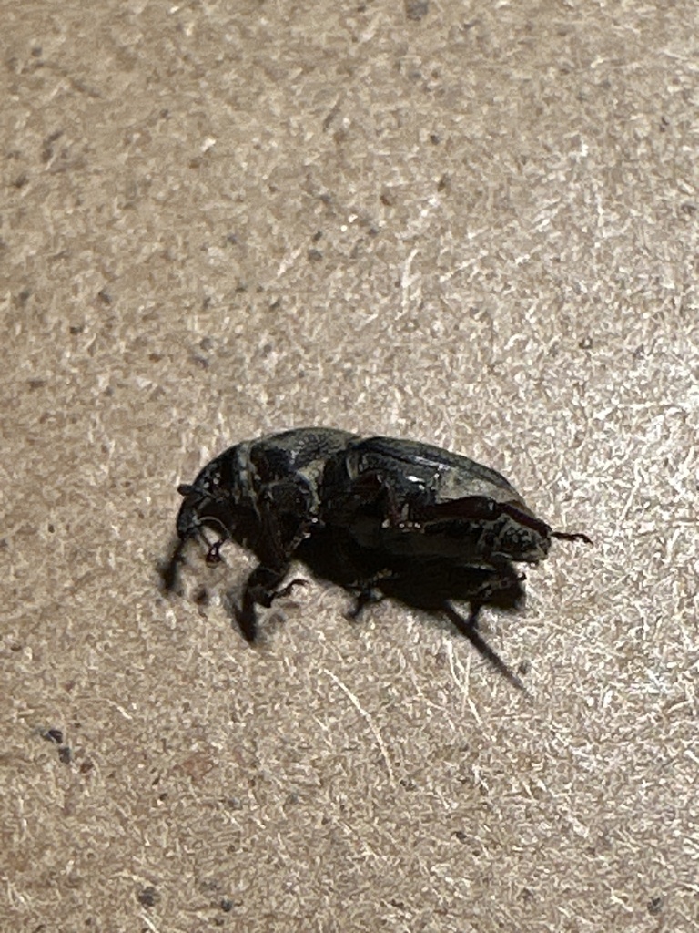 Hunting Billbug from Puerto Rico, Caguas, PR, US on November 23, 2024 ...