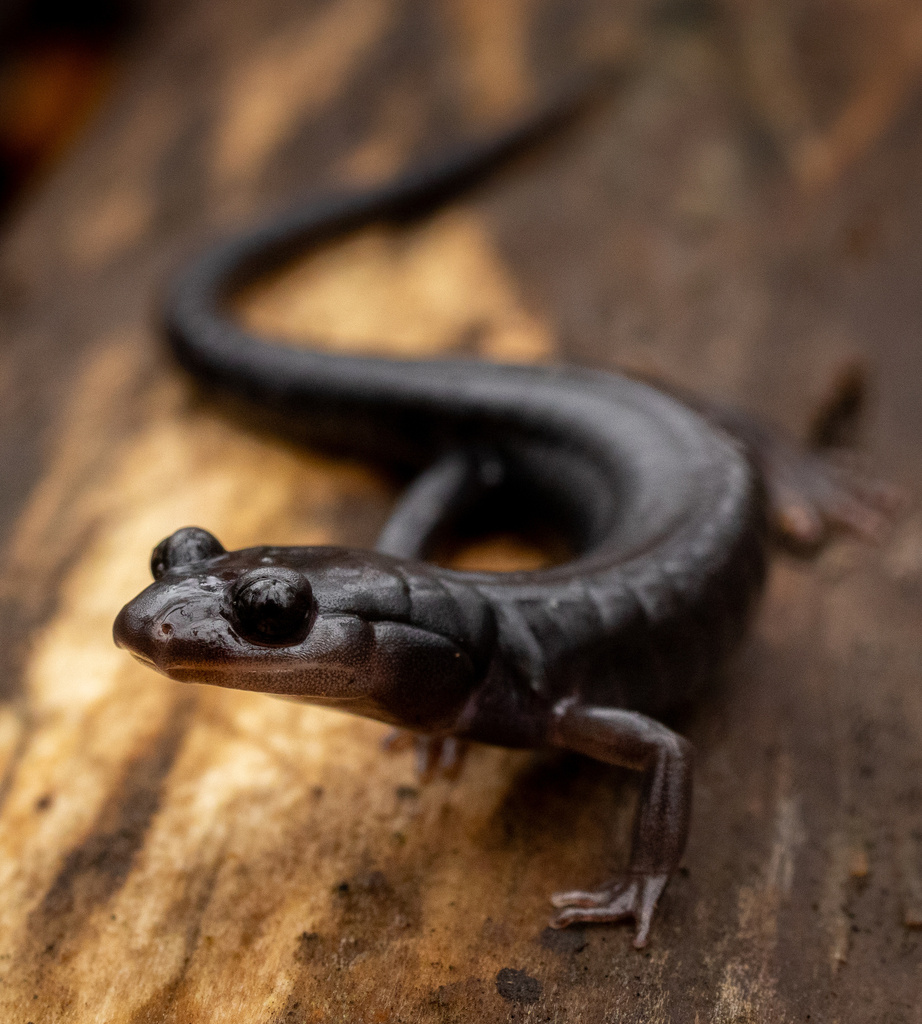 South Mountain Gray-cheeked Salamander in November 2024 by Frankie ...