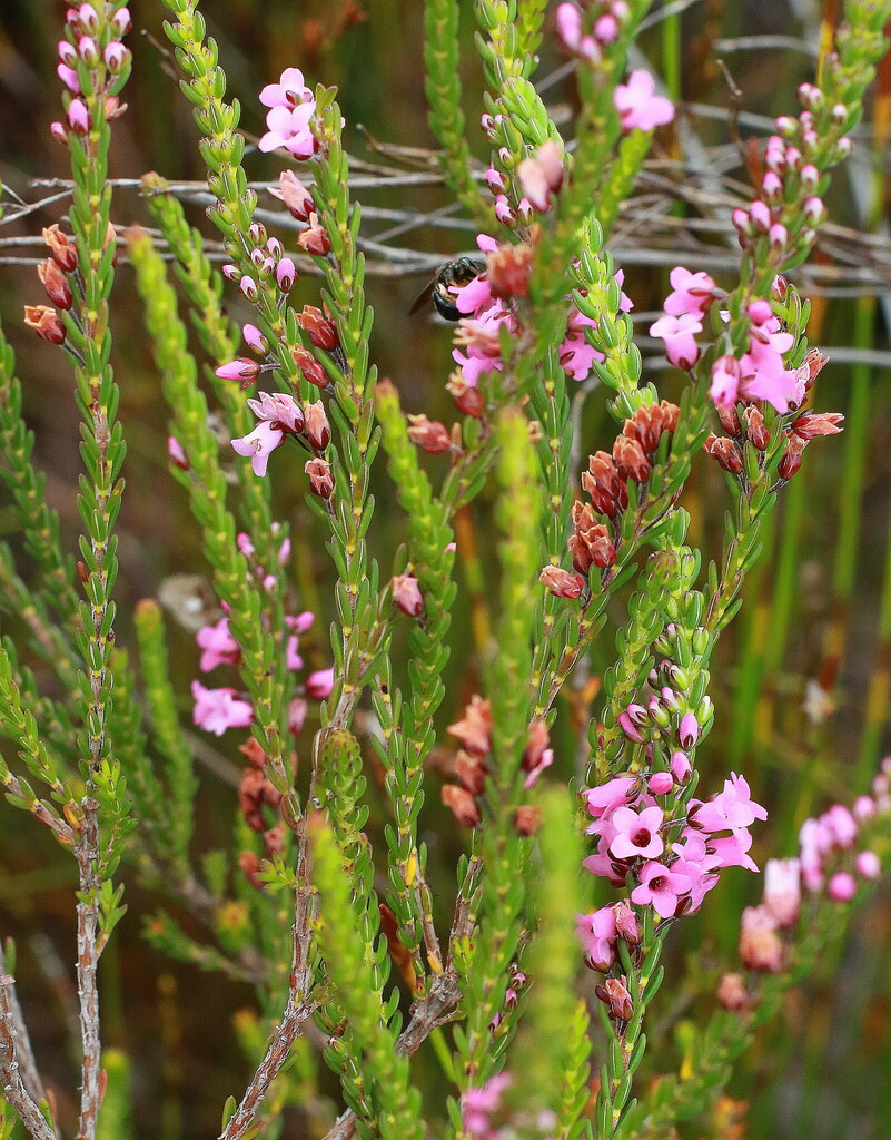 Beauty Heath from Hermanus, 7200, South Africa on November 20, 2024 at ...