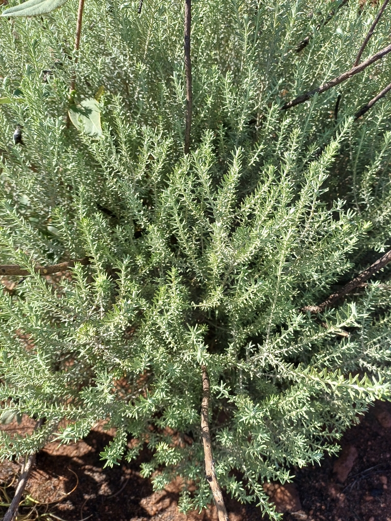 Straw Everlasting from Rustenburg, South Africa on November 23, 2024 at ...