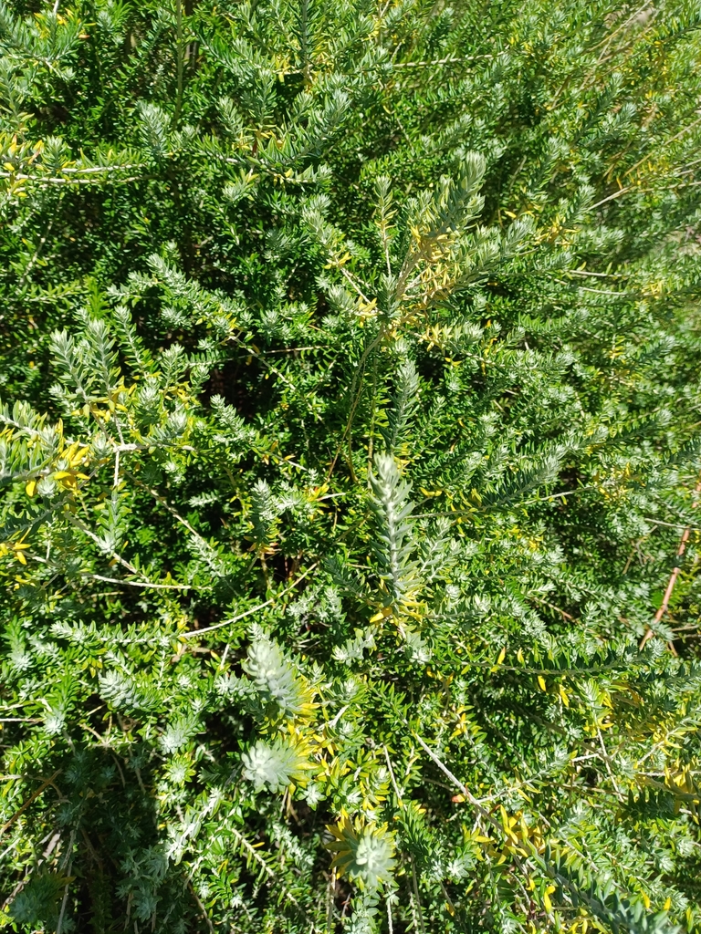 Northern Hardleaf from Rustenburg, South Africa on November 23, 2024 at ...