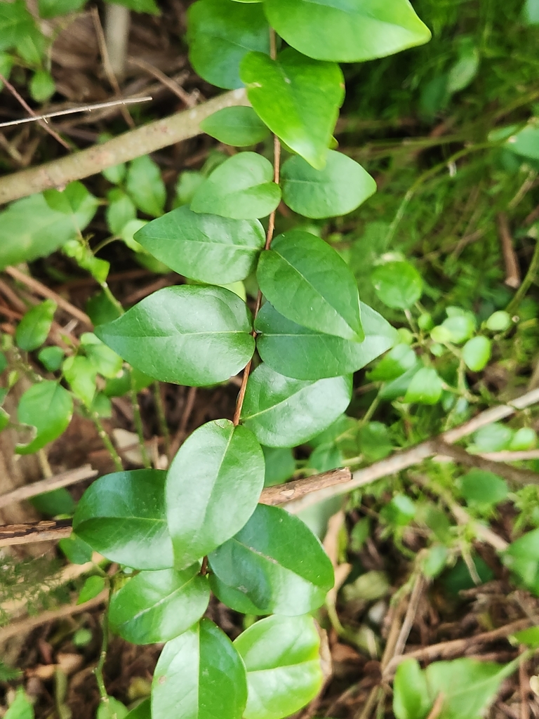 Surinam Cherry from Across from Spanish View Road, Bermuda on November ...