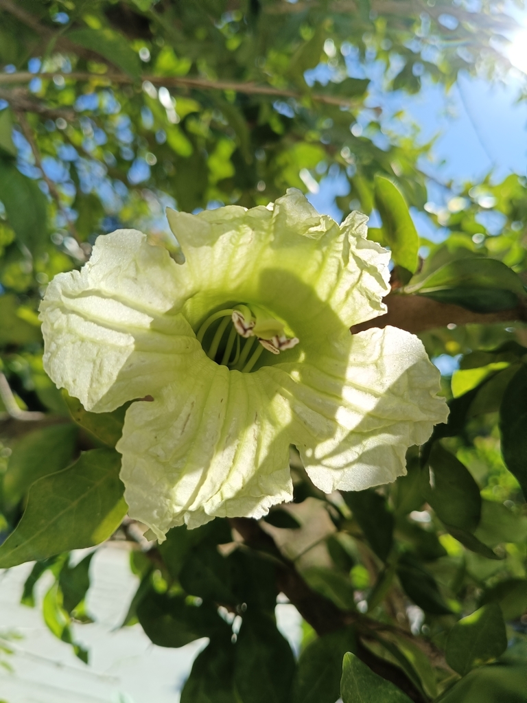 cuachilote from 71534 Santa Catarina Minas, Oax., México on November 23 ...