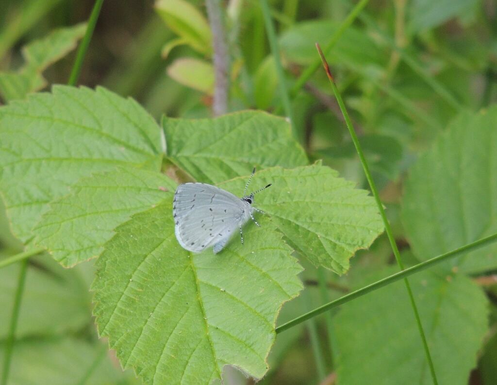 Summer Azure from Peterborough County, ON, Canada on June 22, 2015 at ...